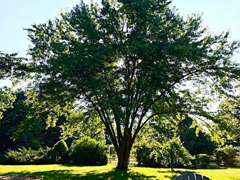 Sage Tree Sanctuary – A place of rest, a place to think and a place to ...